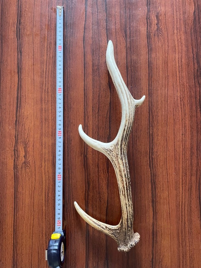 Antler! – Global Station for Indigenous Studies and Cultural Diversity