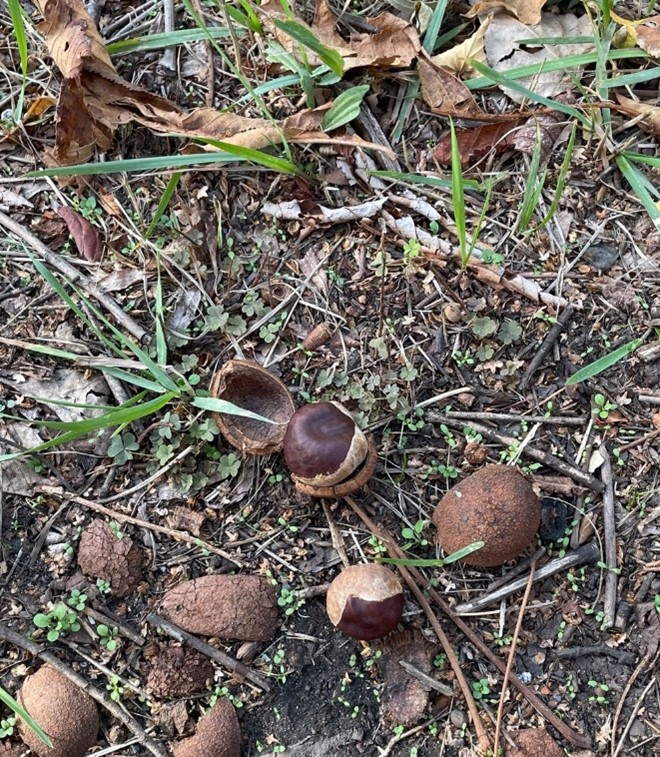 Horse chestnuts – Global Station for Indigenous Studies and Cultural ...